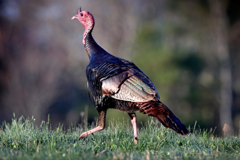 It’s turkey hunting season and the scene is familiar